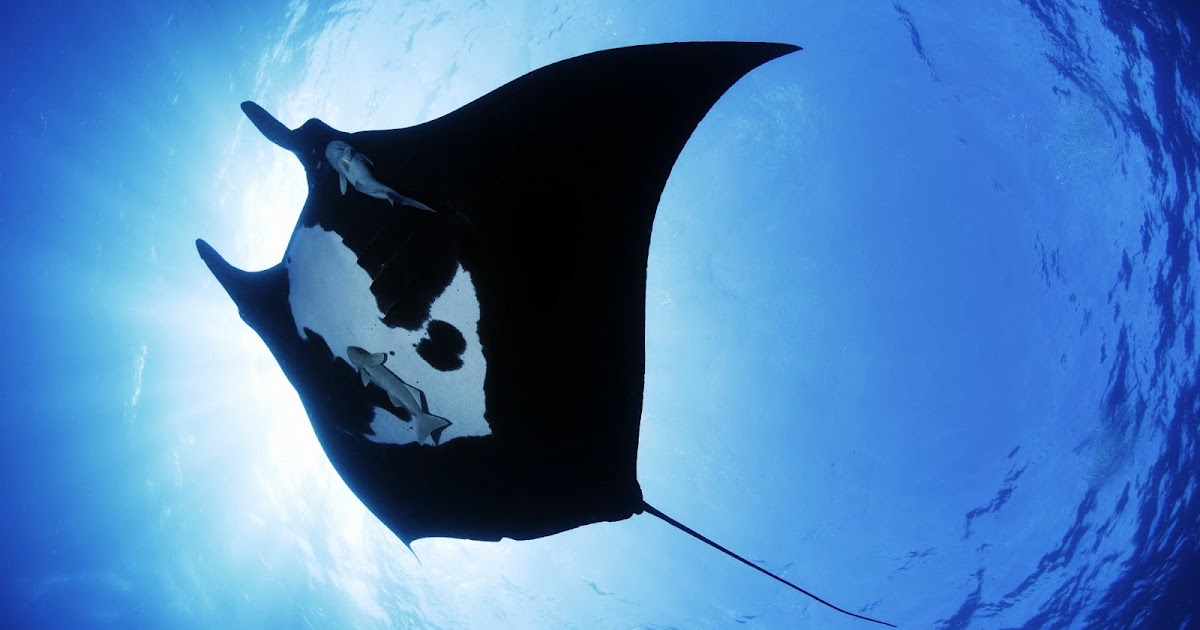 Beberapa Fakta Menarik Mengenai Ikan Pari Manta