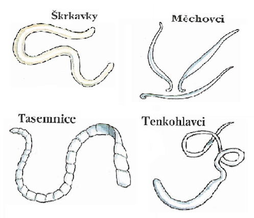 Zdravé zvíře: Odčervení psů - Jak často a proč odčervovat psa