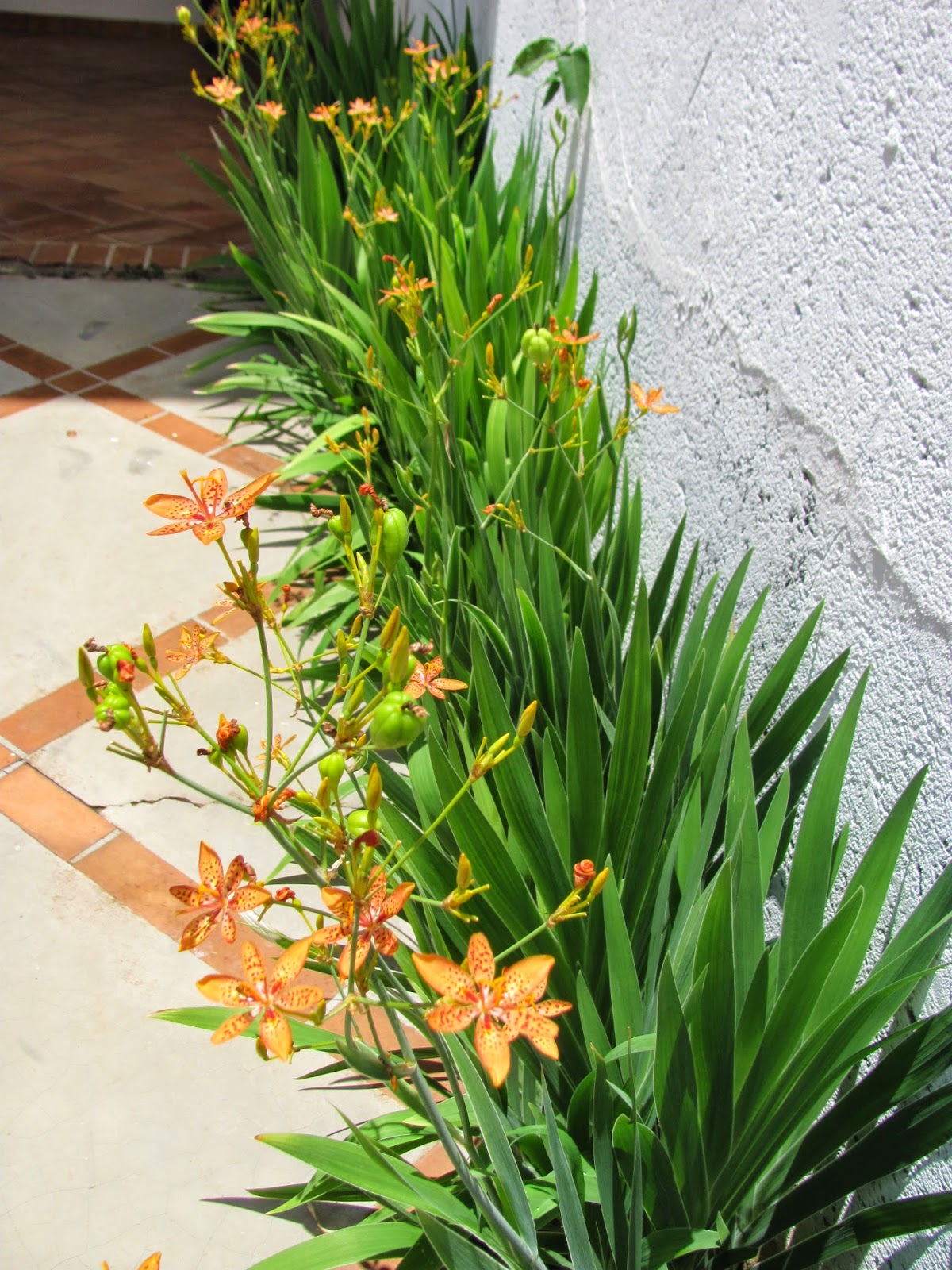Clicks - Verdes: Belamcanda Chinensis...vulgo Flor-Leopardo
