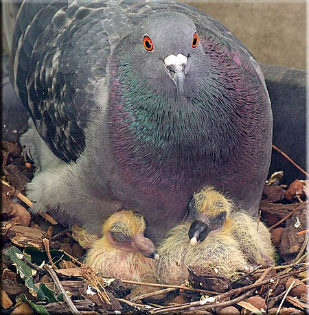 Mis amigas las palomas: Fotos pichón de paloma