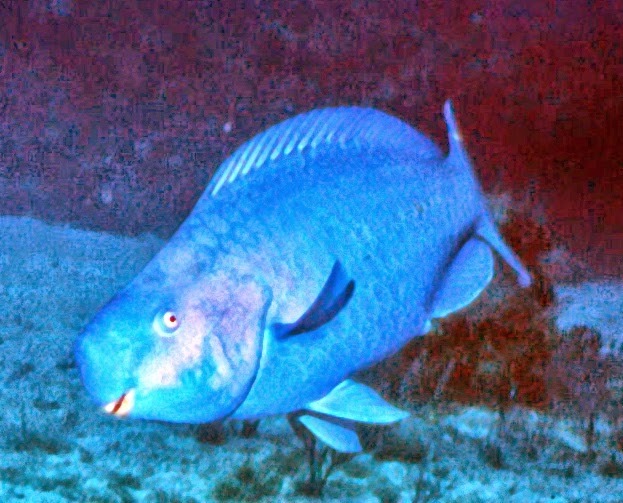 PARROTFISH photos - wallpapers (ανανεωμένο) | the fun bank