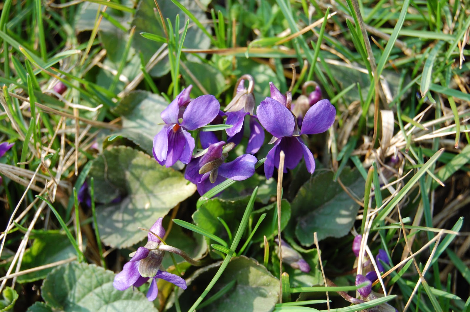 SUNFLOWER: Violete...violete...violete