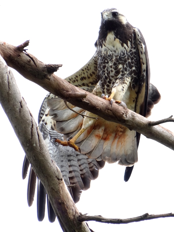 Mundo Animal Brasil * Animais e Aves do Brasil *: "Gavioes do Brasil ...