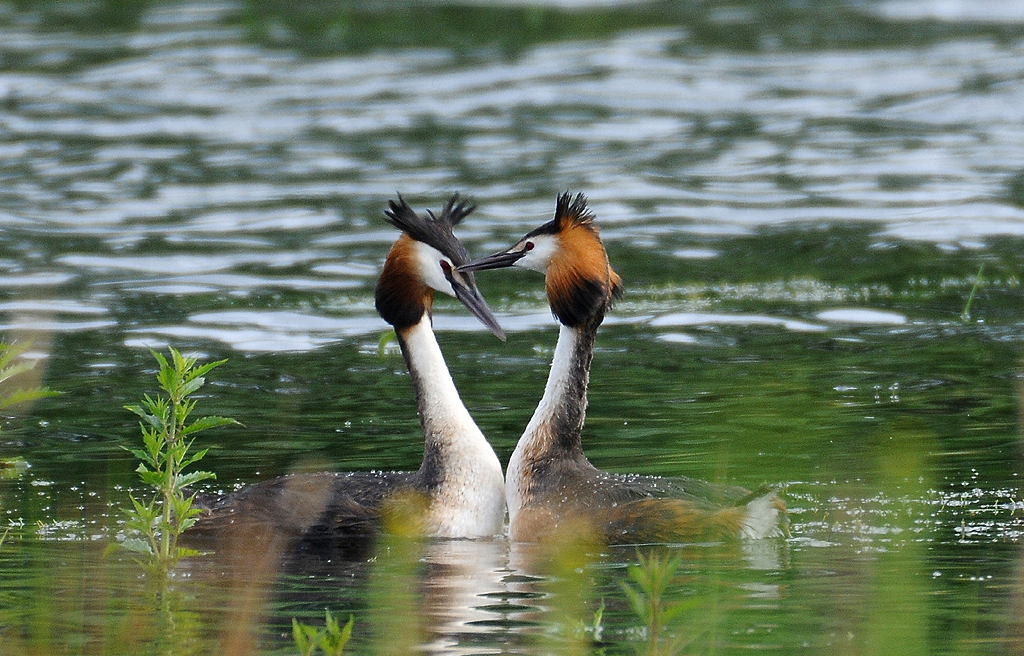 Vogels spotten - vogelsoorten register: Fuut