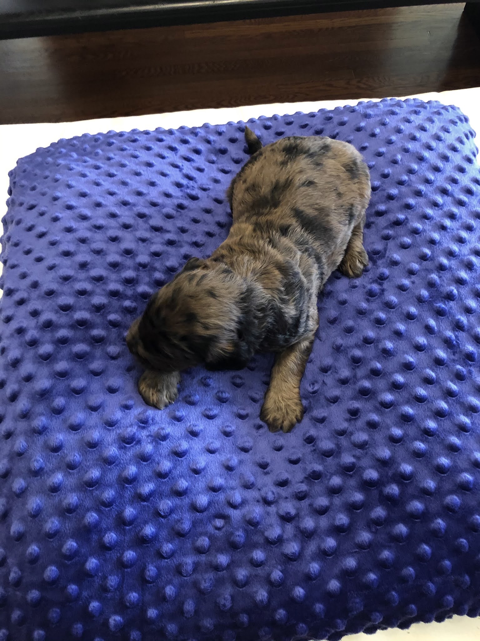 Manns Best Friend ~ CKC Multi-Generational Labradoodles ~ Ohio: Puppy ...