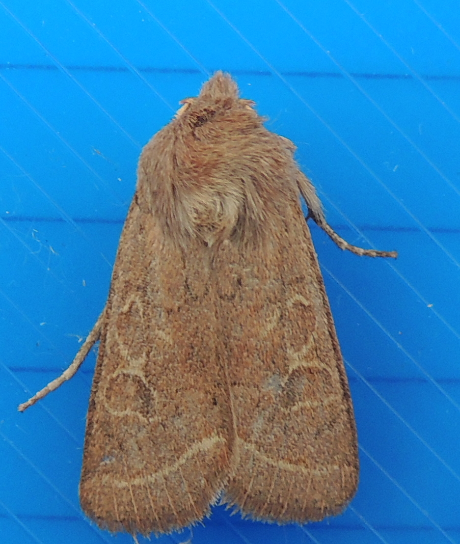 Ceredigion Moths: Common Quaker
