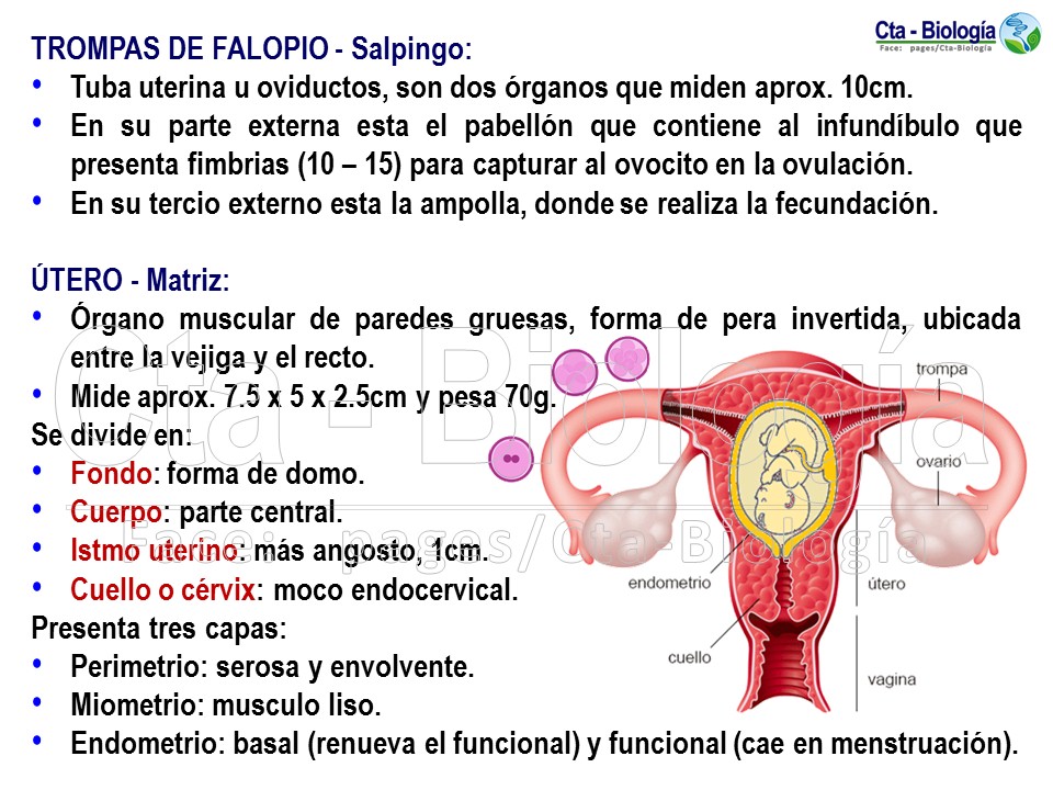 Esquema Del Aparato Reproductor Femenino Resumen