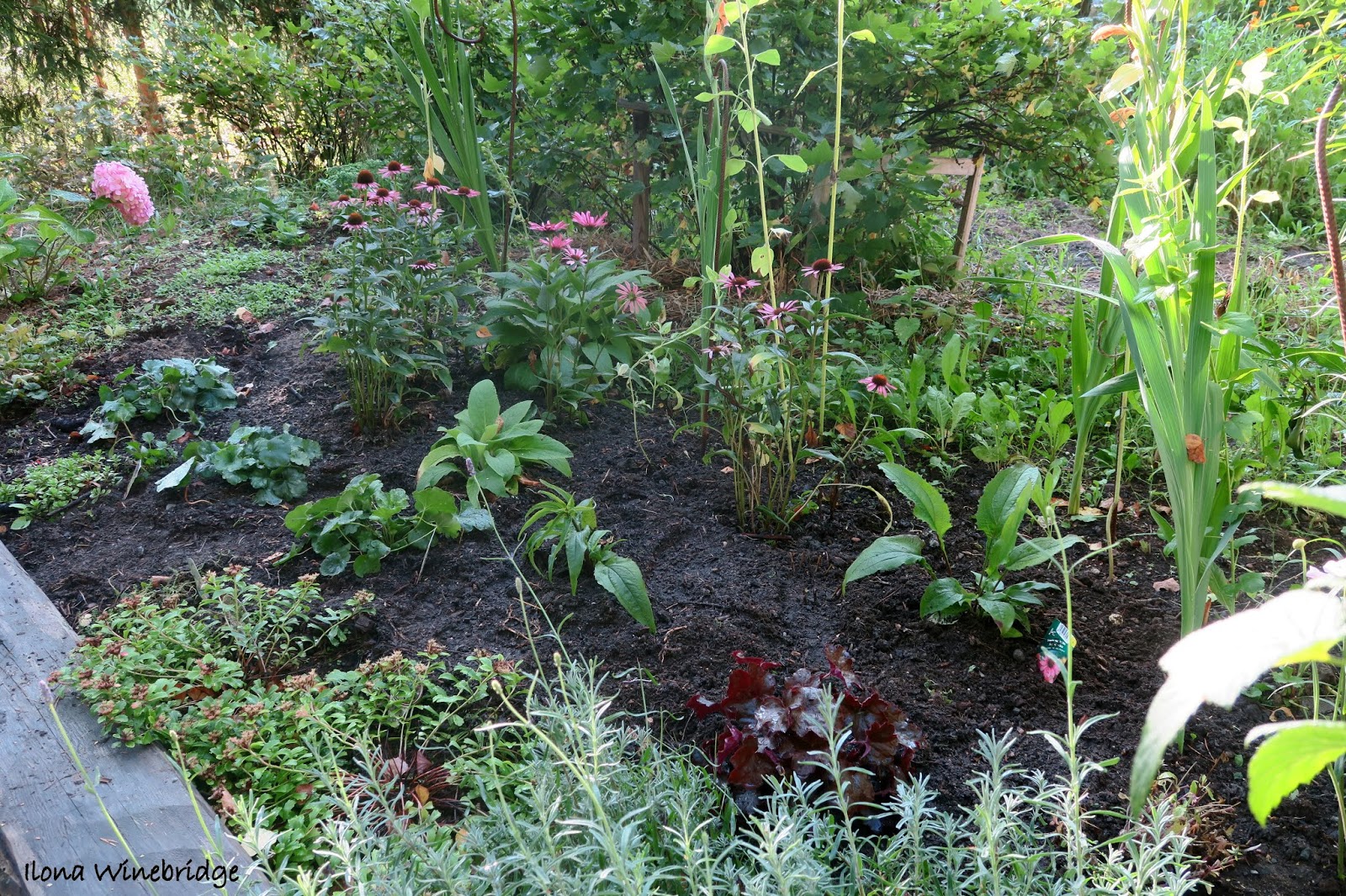 Värjärin pata: Marjapensaat väistyivät Aumapenkistä