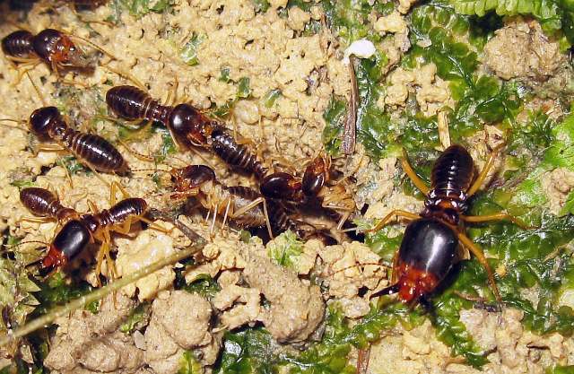 Photos and Info on Ants and Termites of Malaysia: Macrotermes Carbonarius