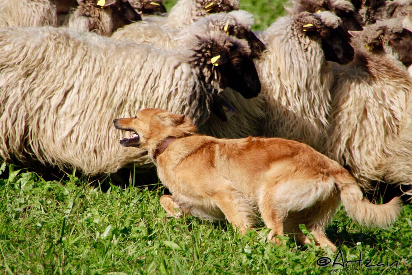 Euskal Etxea Rio Grande do Sul: Euskal Artzain Txakurra - Pastor Basco ...