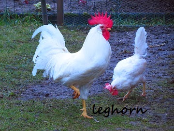 Sussex kokoši, Australorp kokoši, Chabo kokoši: LEGHORN KOKOŠI