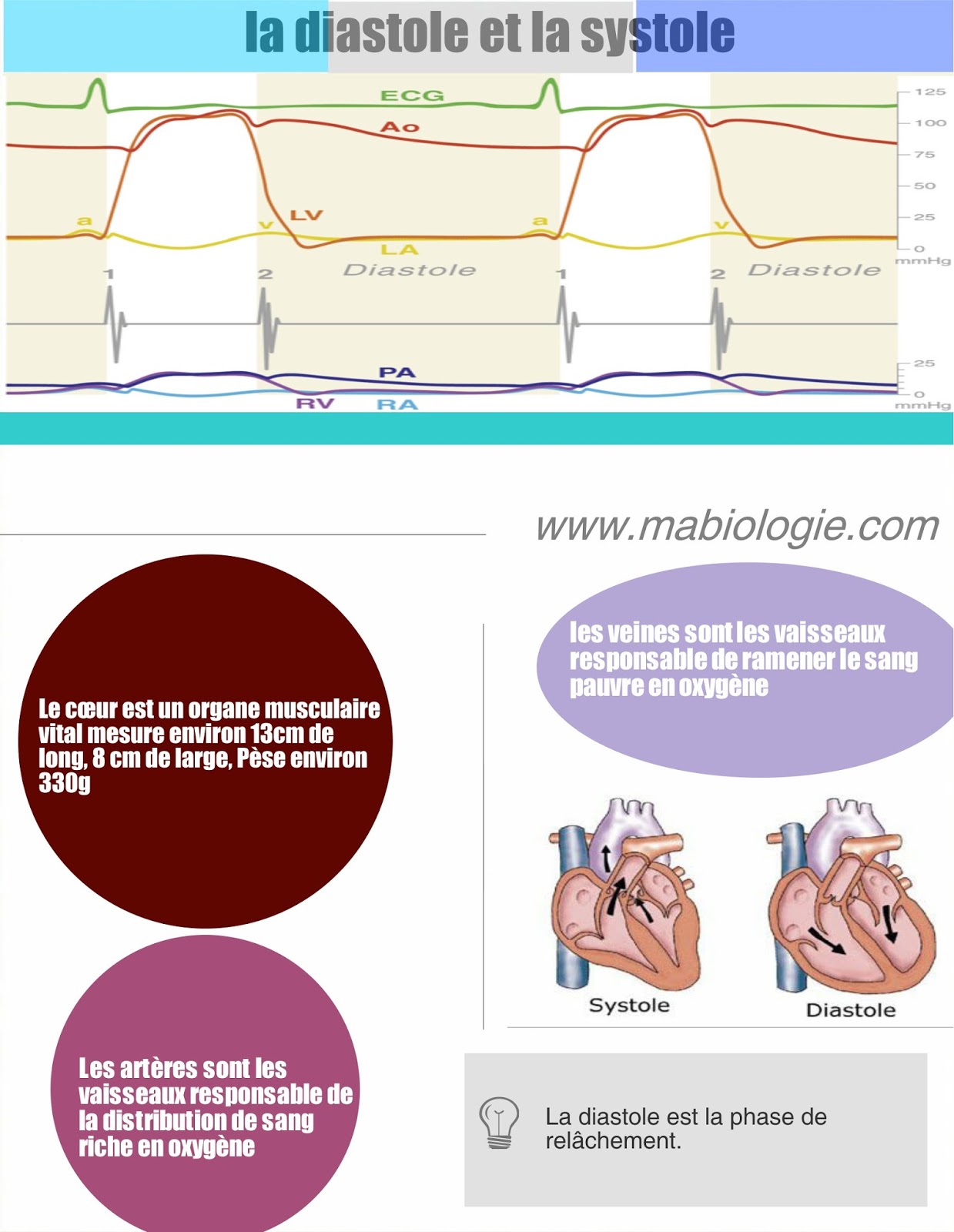 la différence entre la diastole et la systole - Biologie