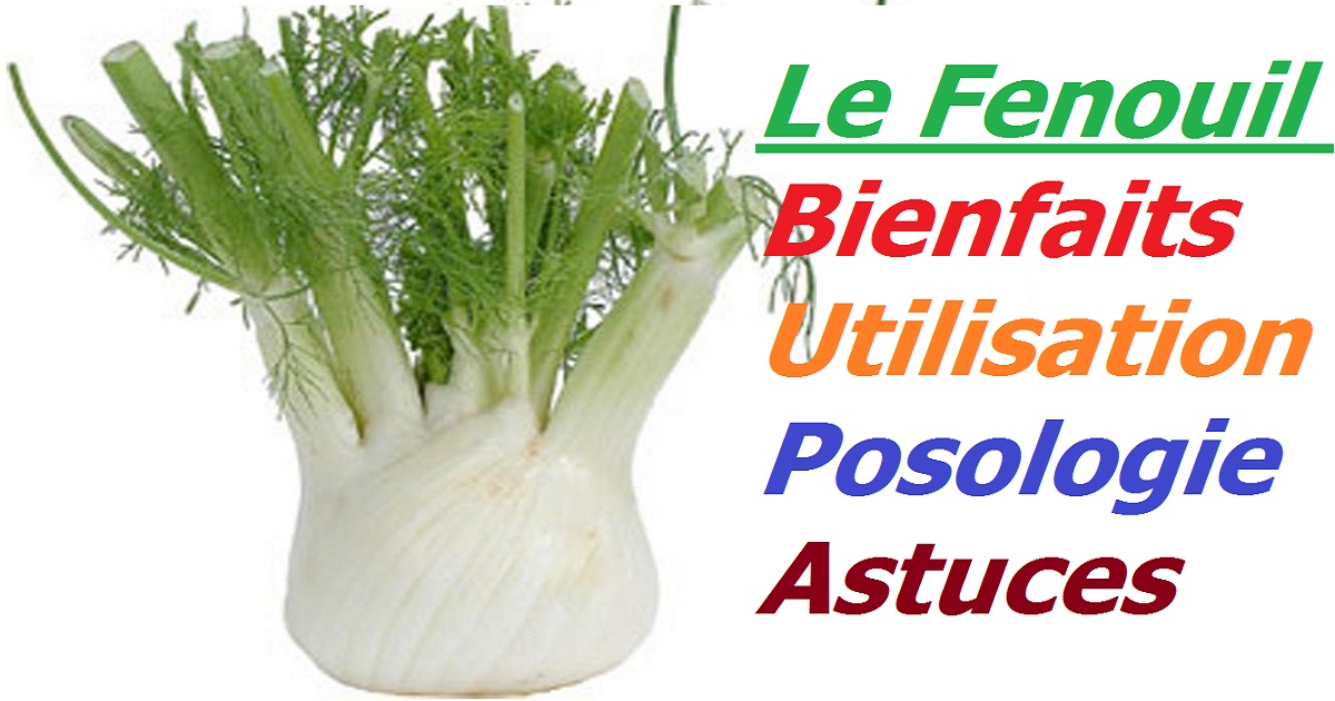Le Fenouil - Cuissons, Préparations, Associations, Bienfaits ~ Sport et ...