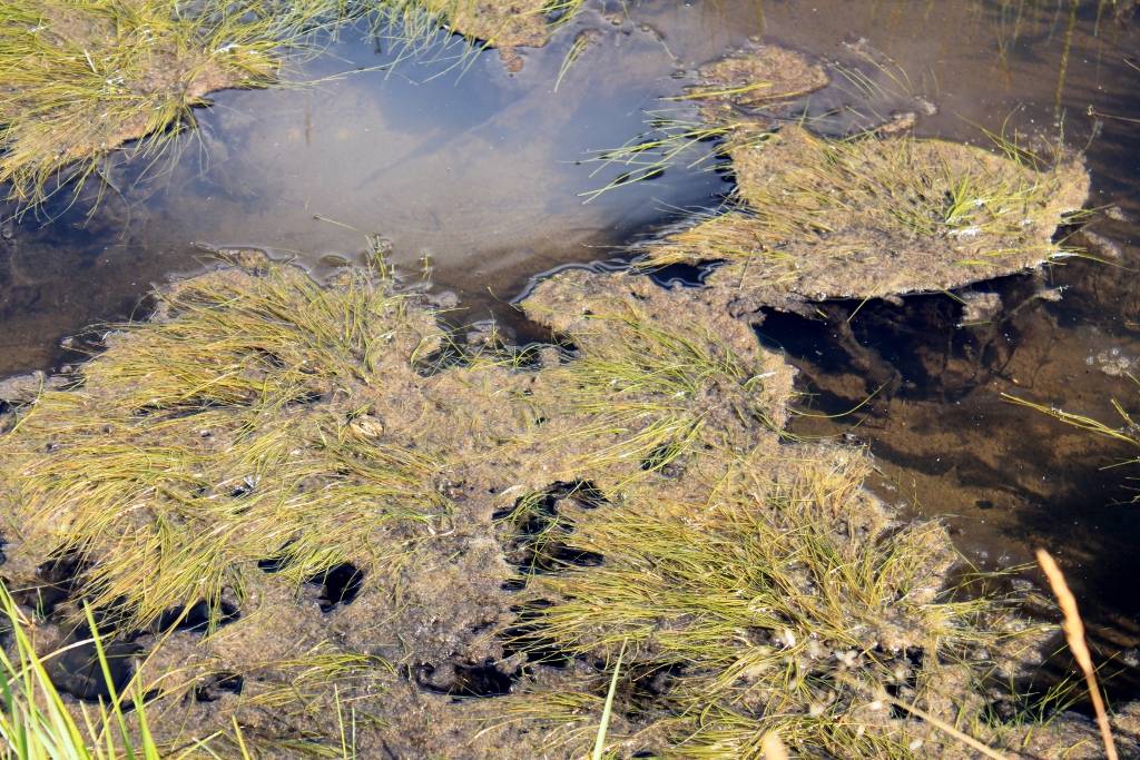 Bascombe's Travelblogue: July 2015: Yellowstone--Queen's Laundry Spring