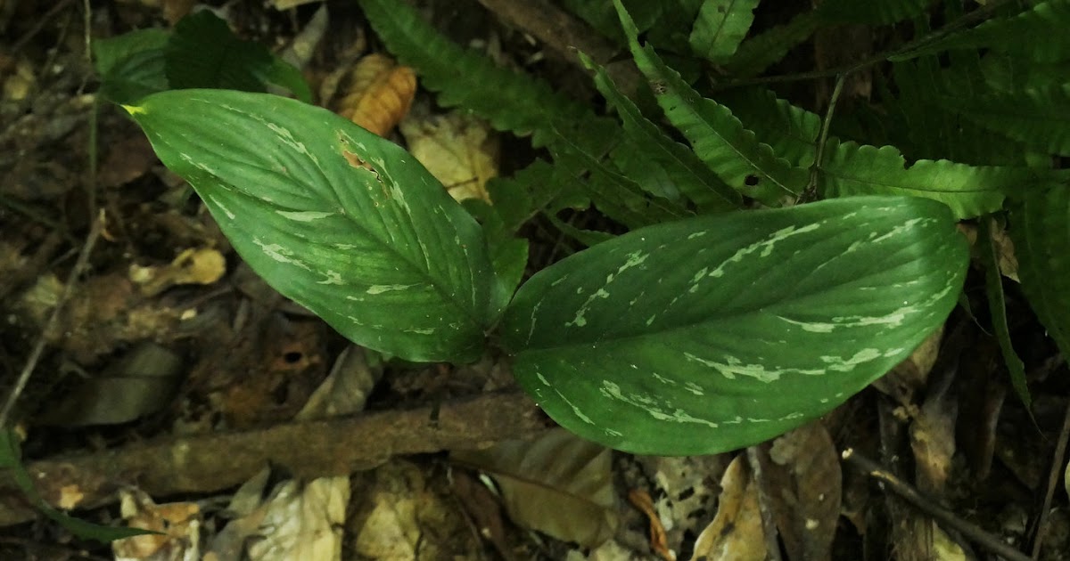 Aglaonema simplex | Travaldo's blog