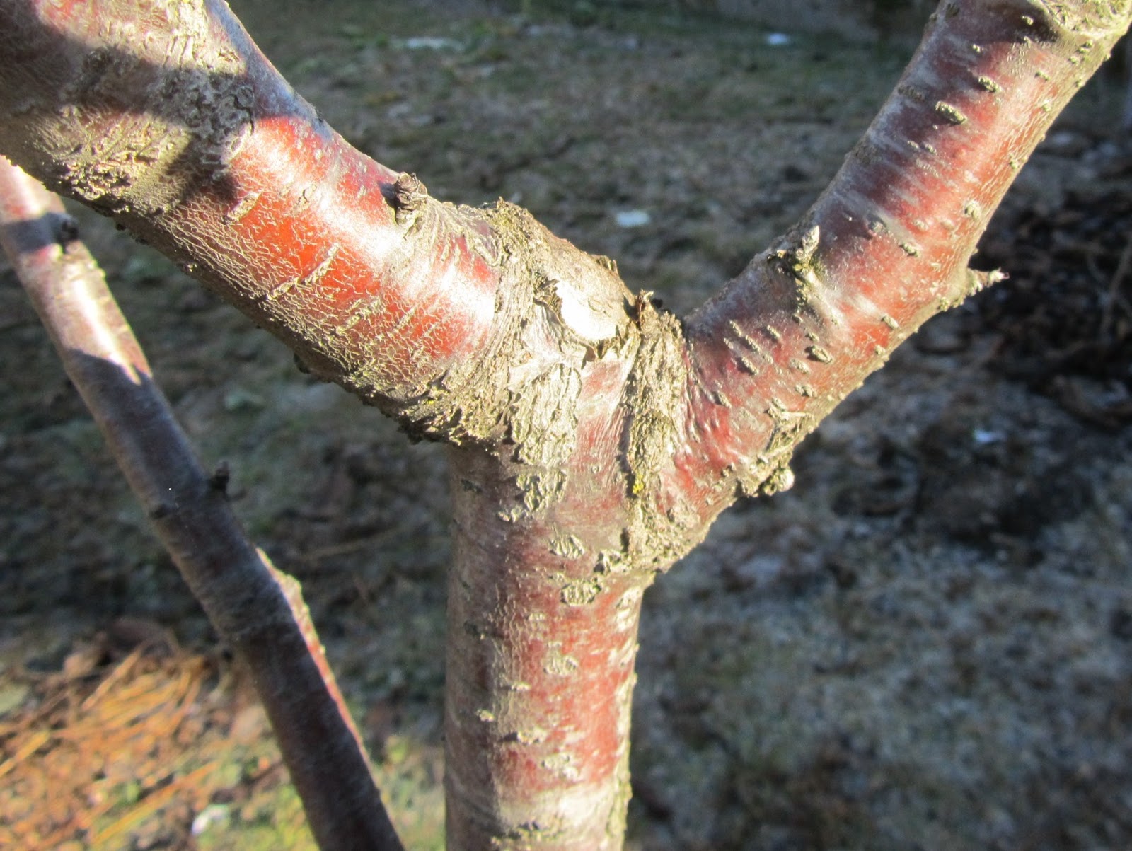 Come Coltivare il Ciliegio (Prunus avium) | Il Gusto Della Natura