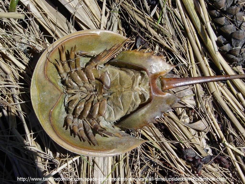 Bizarre Creature of the Day: Creature 74: Limulidae