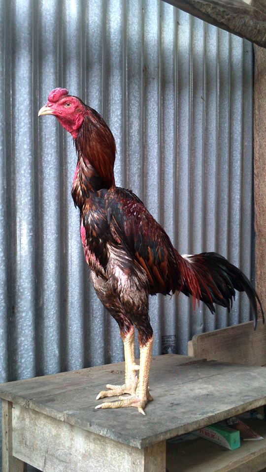 JAGO BREEDING INFO: CARA MEMBUAT AYAM SIAP ADU