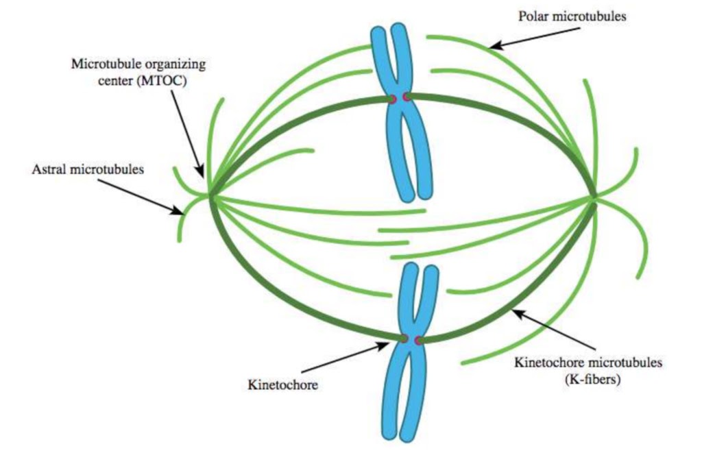 Actuaciencia: Ejercicios matriz extracelular y citoesqueleto