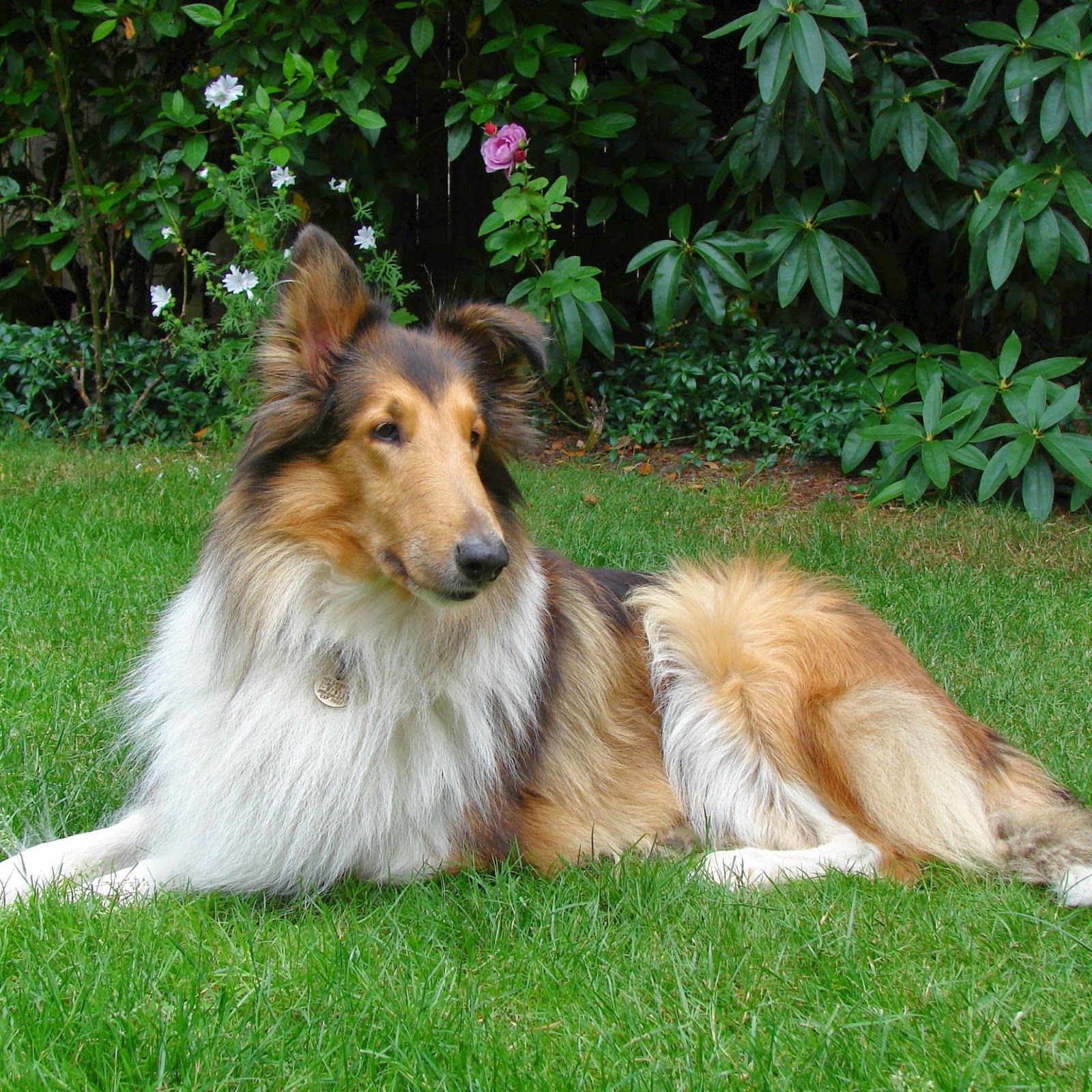 IMAGENES ETHEL: IMAGENES DE PERROS DE RAZA PEQUEÑA Y LA RAZA COLLIE