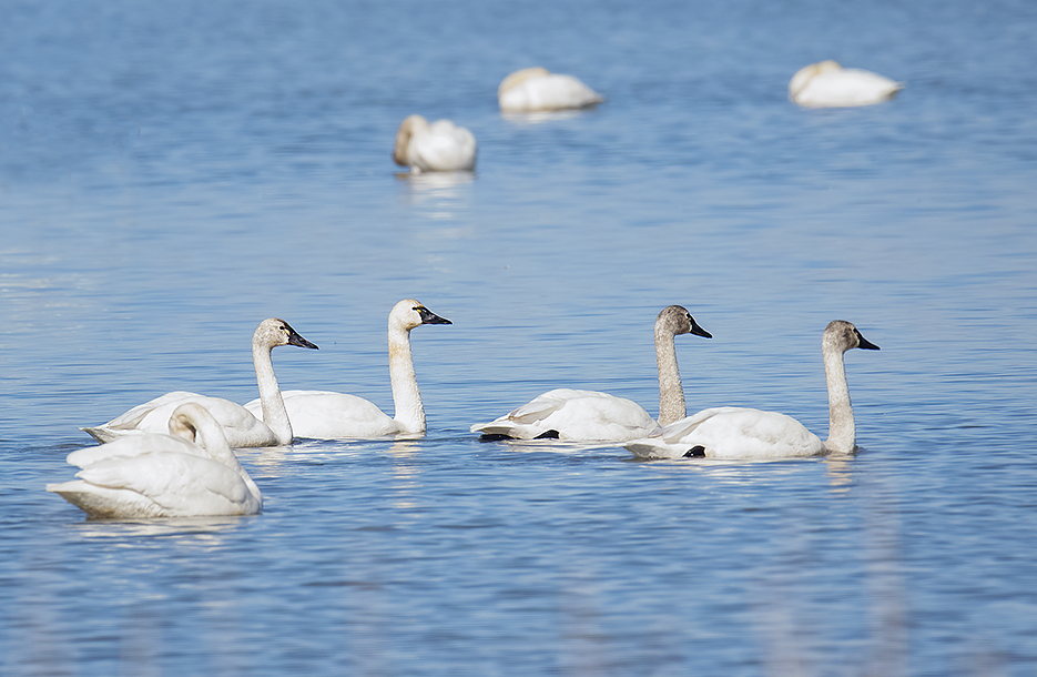 My Big Little World : Tundra Swans Are Showing Up in Northern Utah - I.