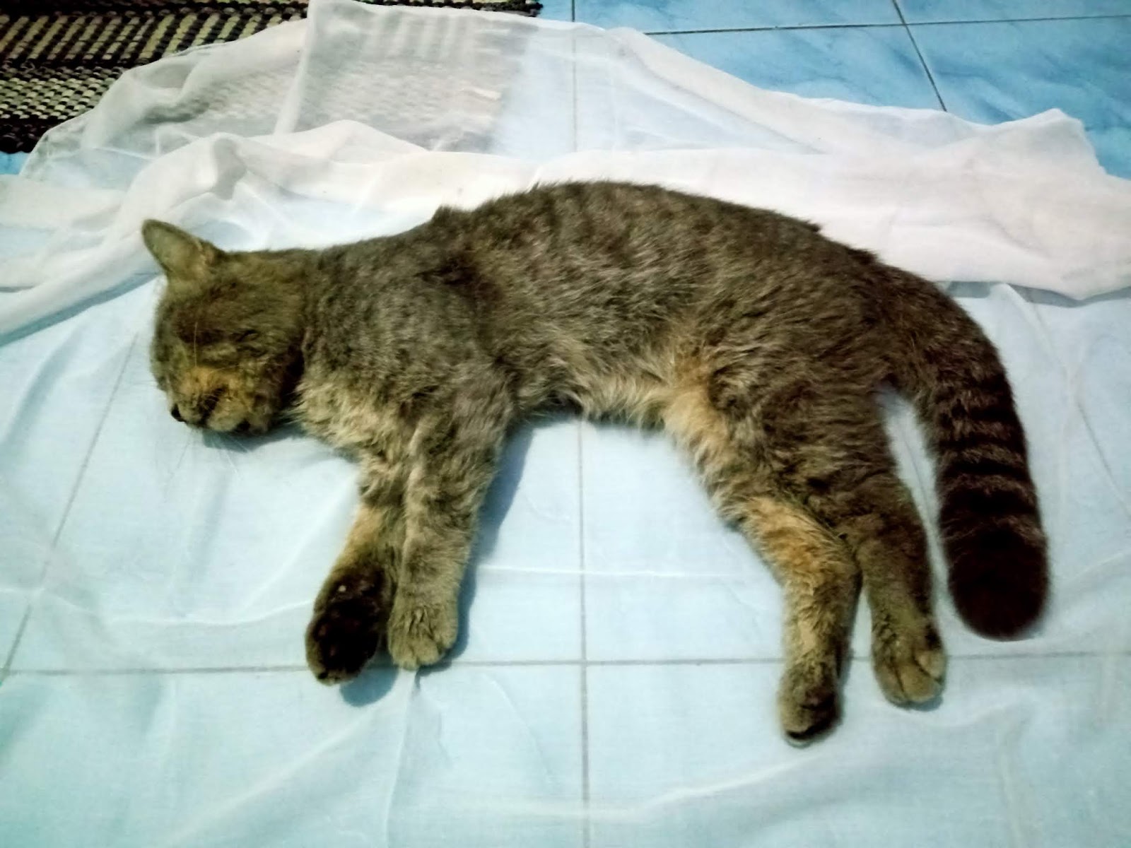 FUS Pada Kucing dan Kematian Pomilo - silviananoerita