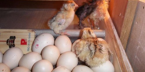 Cara Menetaskan Telur Dengan Mesin Penetas