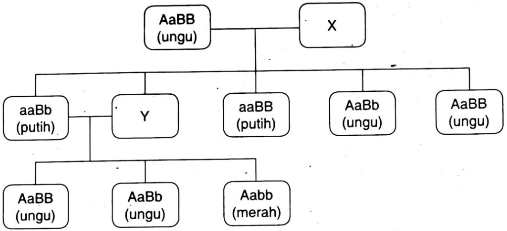 Perhatikan diagram persilangan tanaman Linnaria maroccana berikut ...
