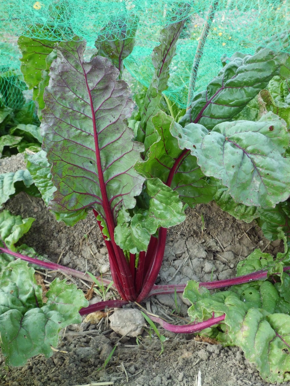 De la Huerta a tu Plato: Verduras y Hortalizas
