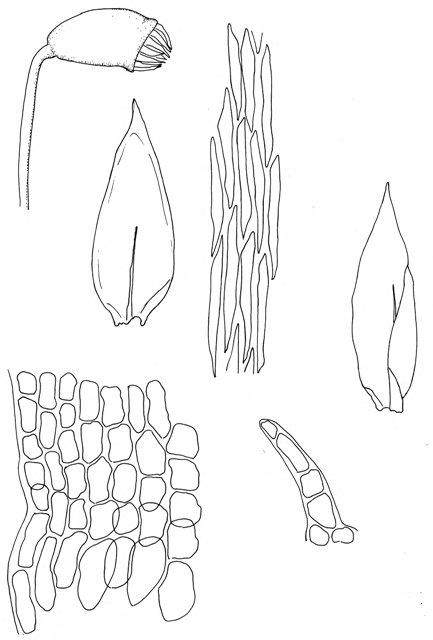 PLANT FAMILIES OF PUERTO RICO AND FLORIDA PAPO VIVES: BRIOFITAS ...