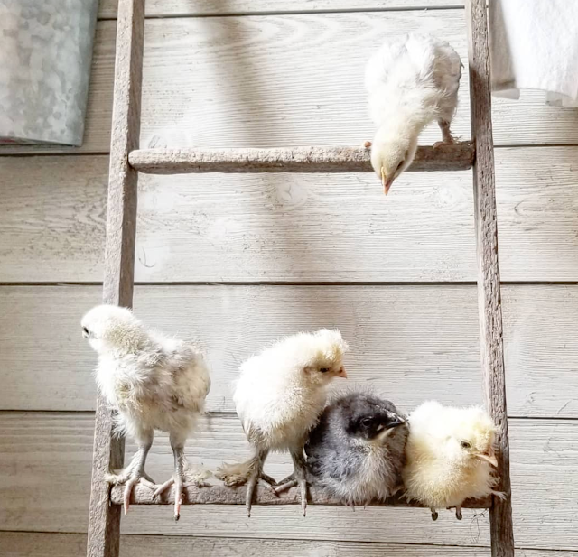 7 Questions to Ask Yourself Before Choosing Chicks - Fresh Eggs Daily ...