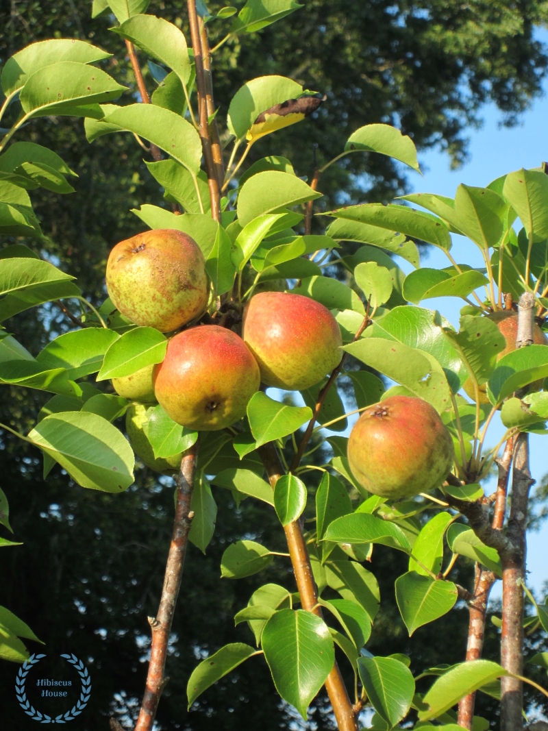 Hibiscus House: Kieffer Pear Tree A Cat And A Dog