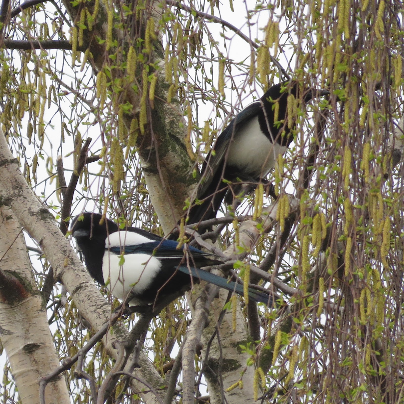 The Rattling Crow: Female magpie begging from her mate