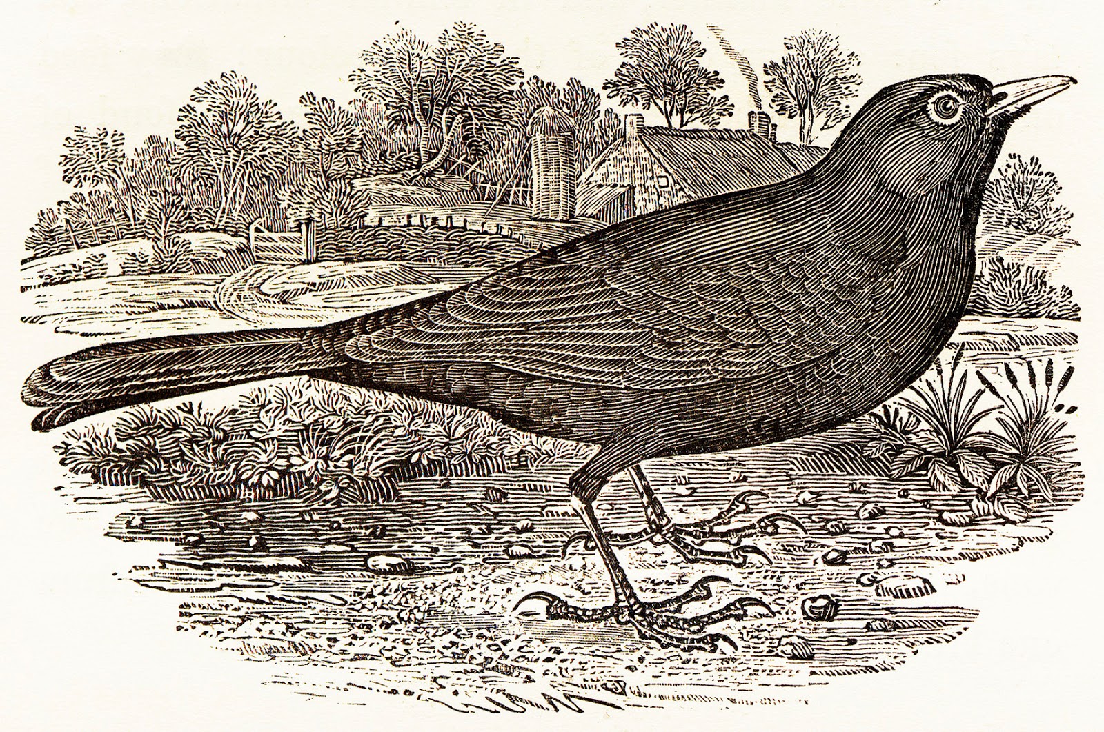 Intelliblog: ART SUNDAY - THOMAS BEWICK