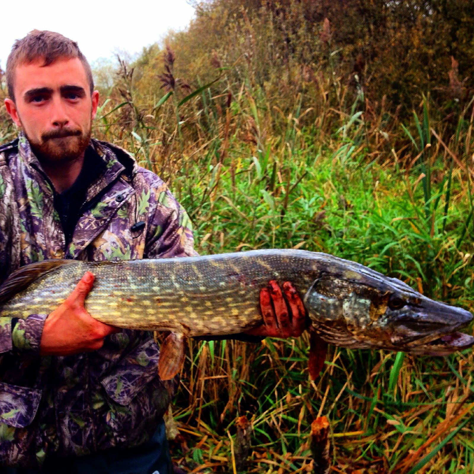 November 2014 Fish of the Month Entry - Pollan Pike!
