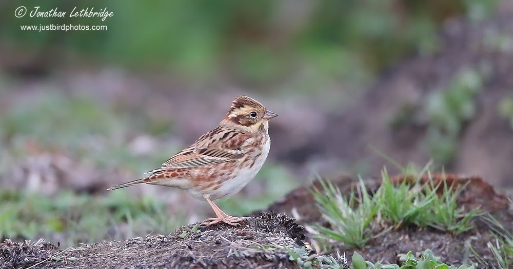 Wanstead Birding: The top 10 birds of Wanstead 2009–2018: No. 3