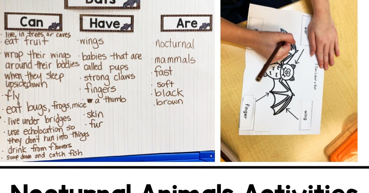Kindergarten Coffee Talk: Nocturnal Animals Research Project