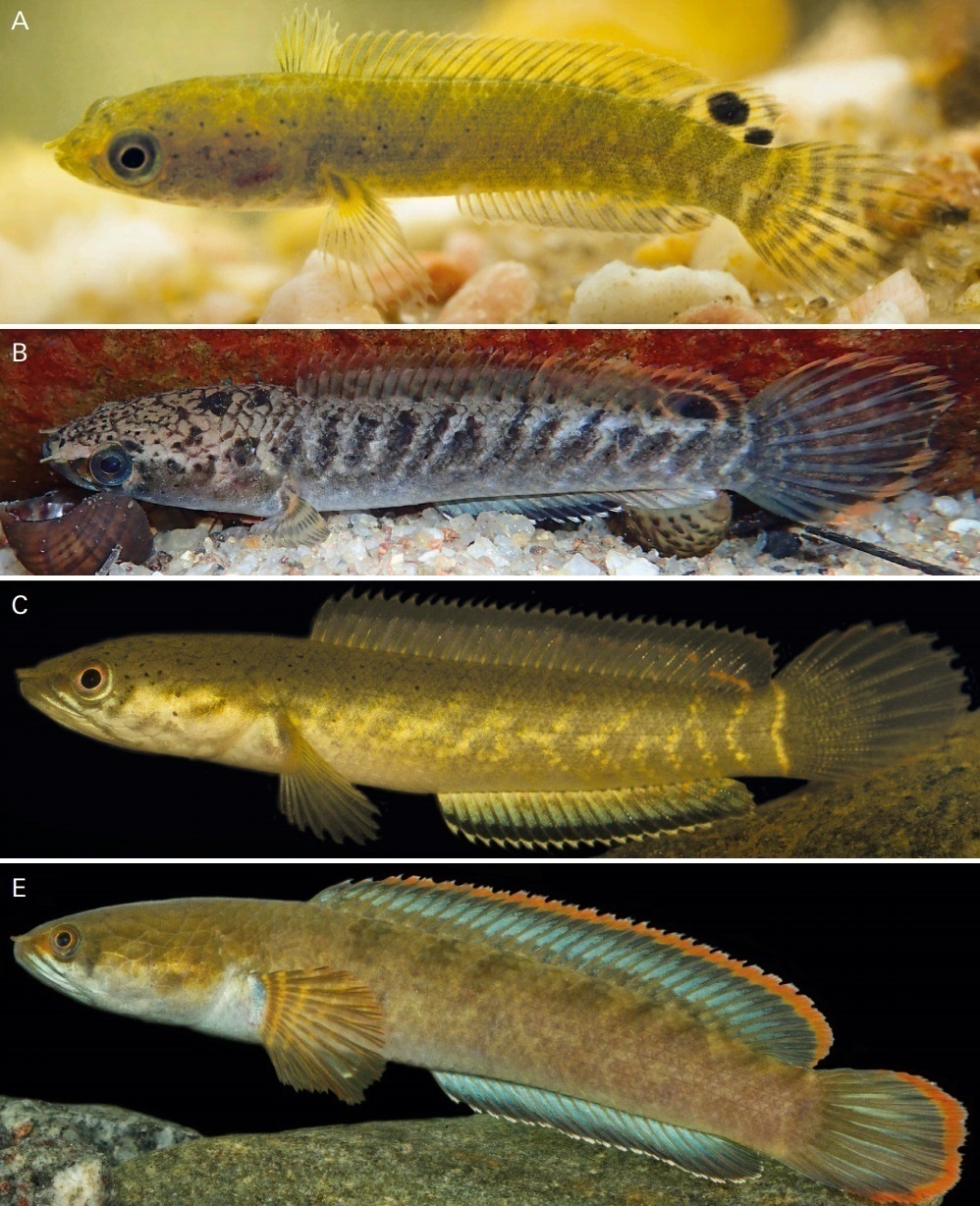 Species New to Science: [Ichthyology • 2020] Channa kelaartii • A Valid ...