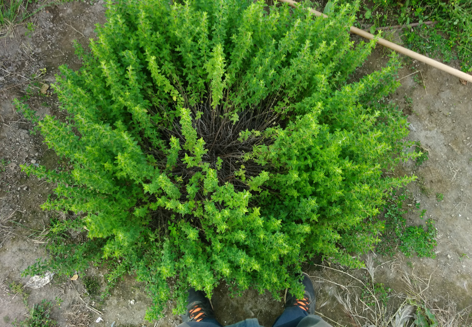 Particolarmente urgentissimo!: Postille agricole