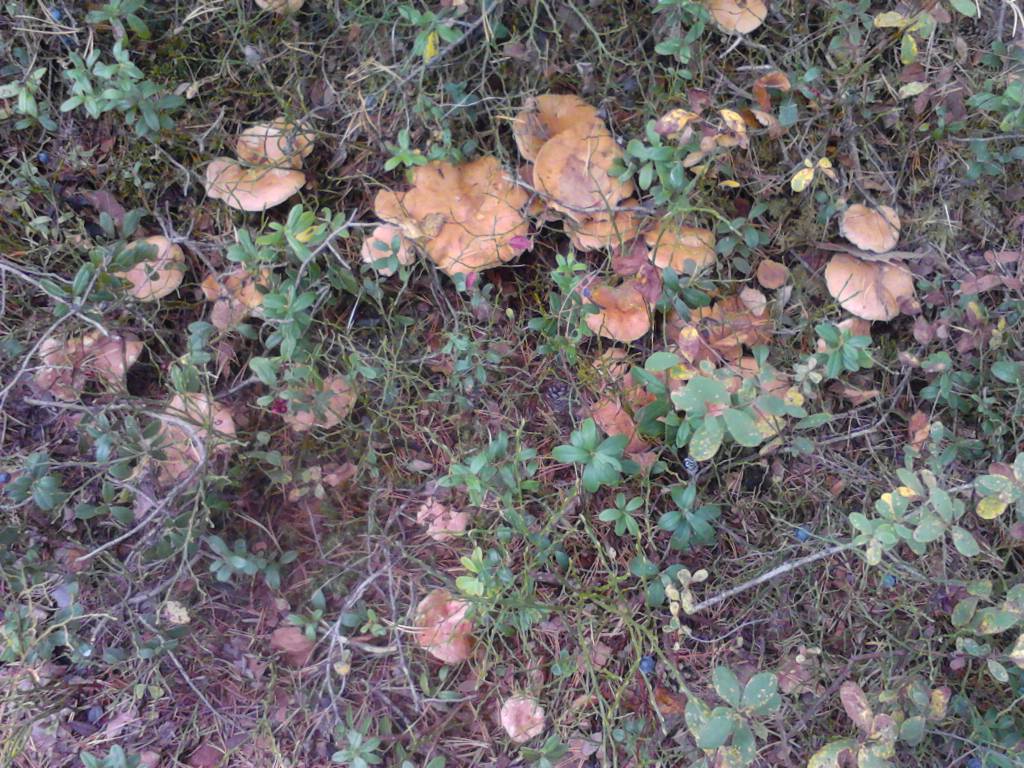 Färghäxan: Lunsen levererar!