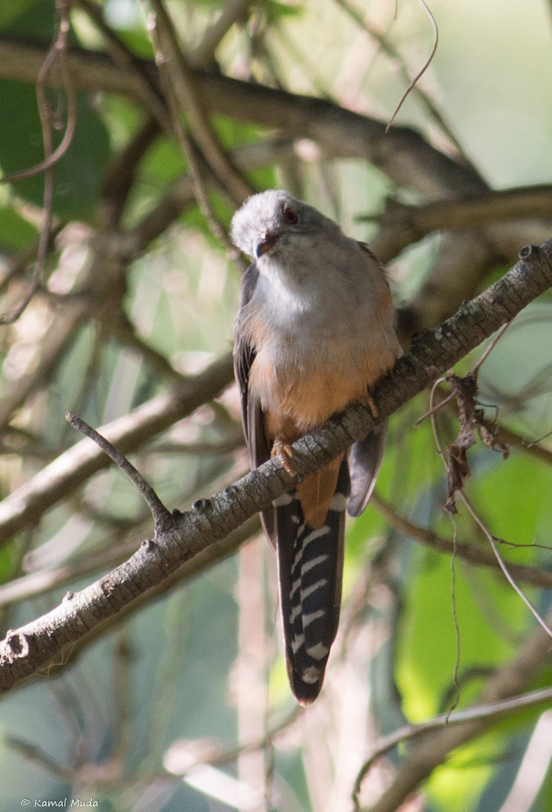 SOUTH EAST ASIA BIRDS - Malaysia birds paradise: Rusty-breasted Cuckoo