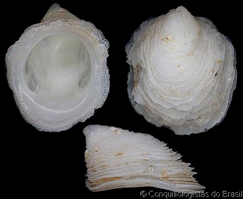 Variety of Life: Hipponicidae