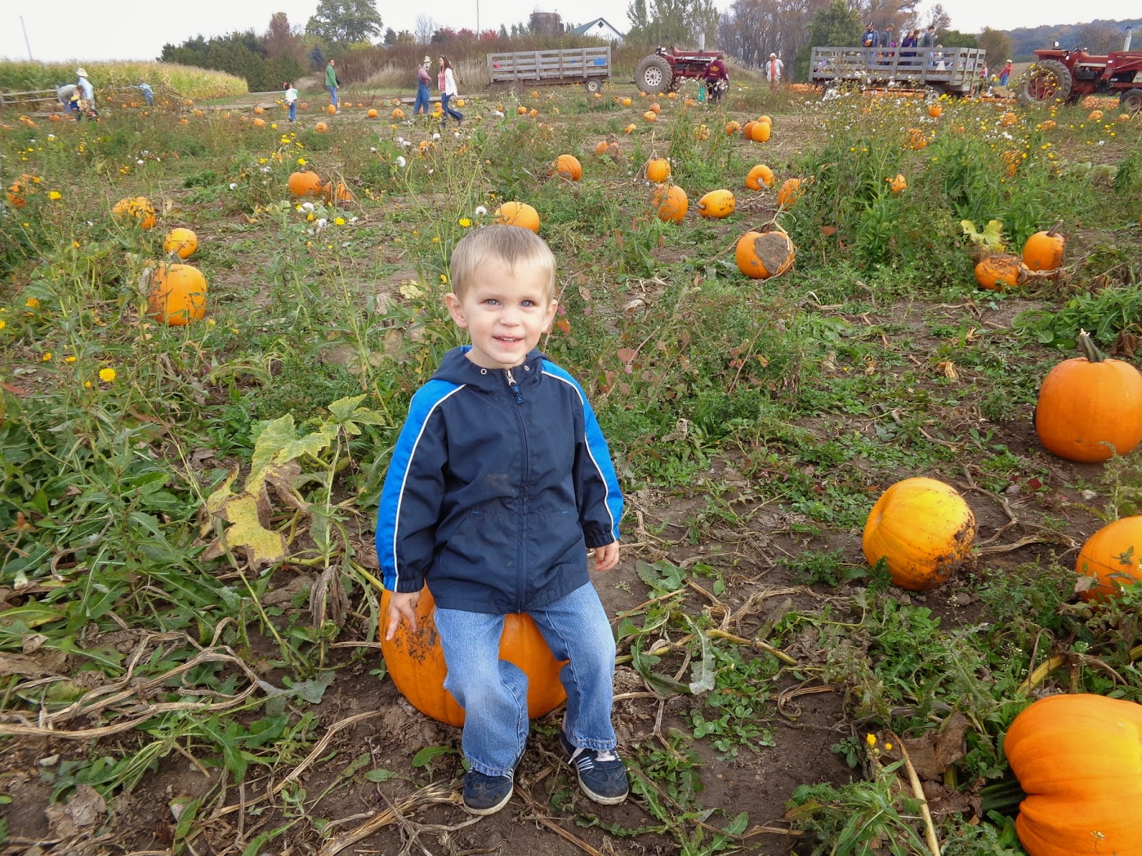 Living the good life in Grandmaville: Pumpkin Patch Field Trip
