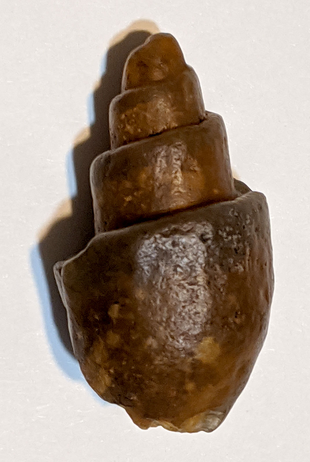 Louisville Fossils and Beyond: Cerithium Gastropod Fossil?