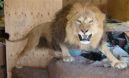 Bad Lions: A Guide to Lion Taxidermy