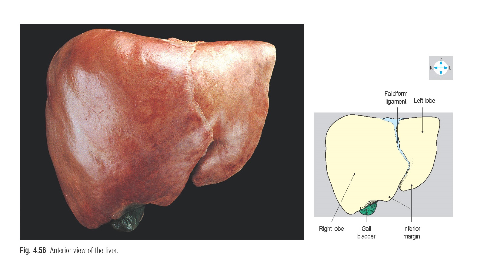 Liver Anatomy - pediagenosis