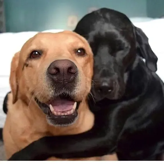 14 Things That Make Labrador Retrievers Happy