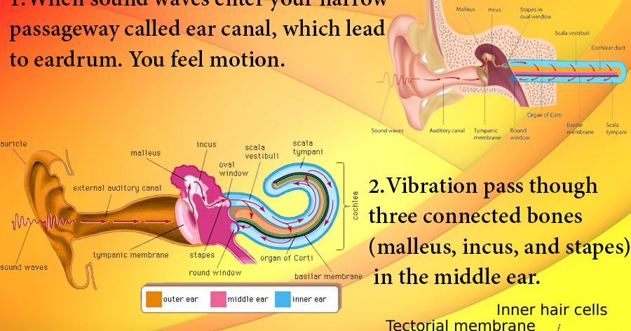 HOW THE HUMAN EAR WORKS