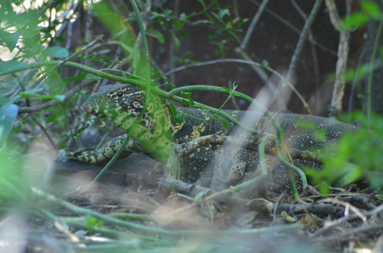 The Life's Way: Giant Plated Lizard Came to Meet #Mopani @SANParksKNP # ...