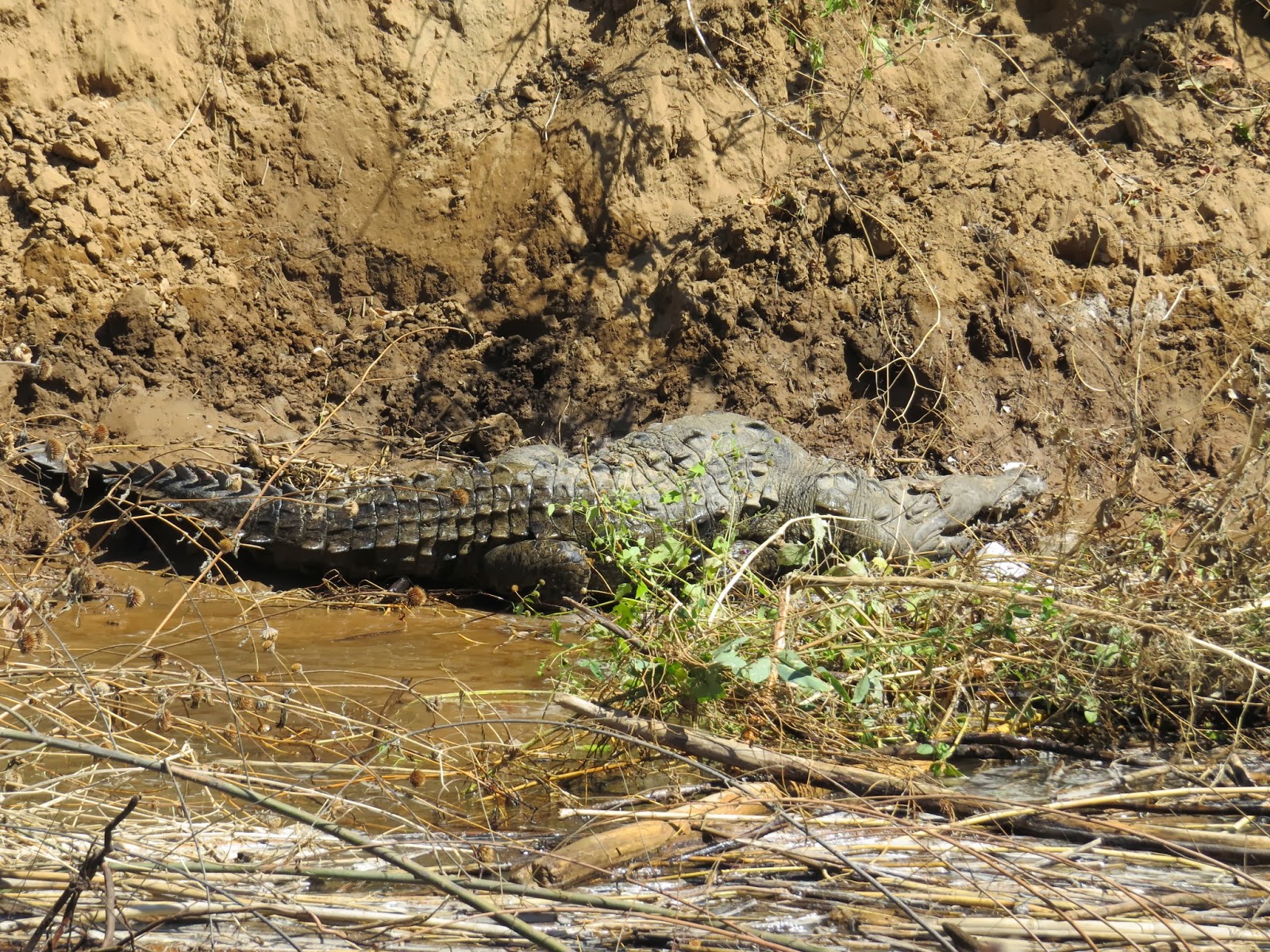 UN VIAJE, DOS PALENTINOS, TRES AMÉRICAS EN BICICLETA: ADIÓS MÉXICO ...